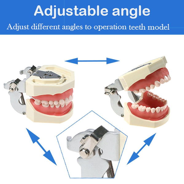 Dental Typodont Model Teaching Study Compatible with Kilgore Nissin 20 ...